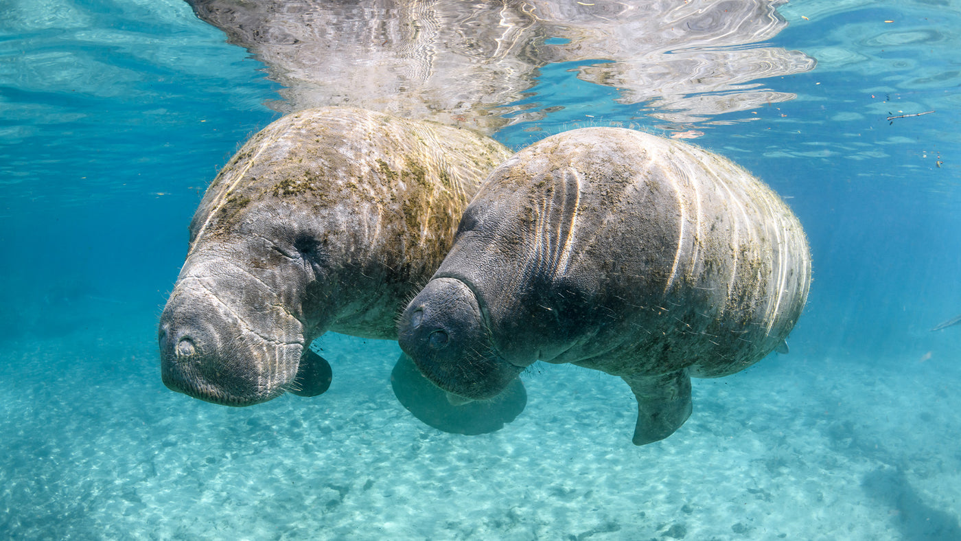 Crystal River Manatee Tours – American Pro Diving Center Crystal River