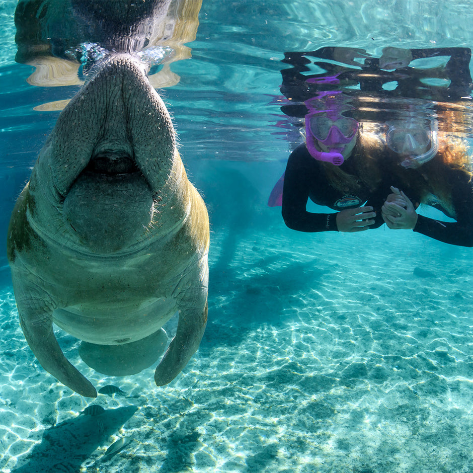 Private Manatee Tour | Crystal River | American Pro Diving Center ...